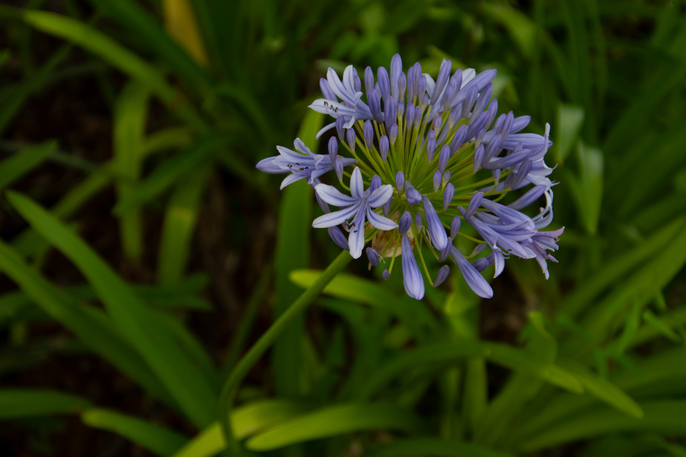 Agapantas – iš Afrikos kilęs apvaliažiedis gražuolis
