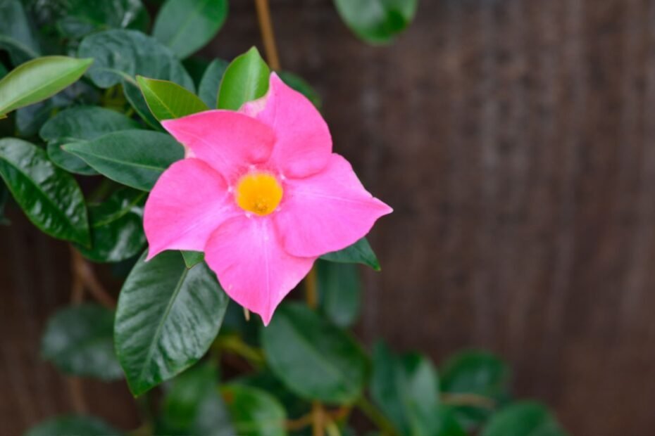 Mandevila – egzotiška vijoklinė gėlė | Derlingas.lt