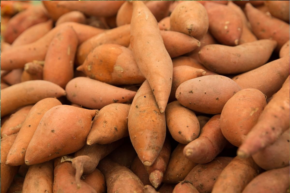 Batatas - saldžioji bulvė: gerai nepažinta vertinga daržovė