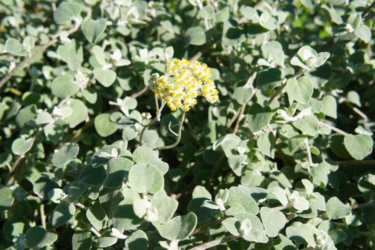 Dekoratyvinis šlamutis – puikus augalas gėlynui, balkonui ar terasai ...