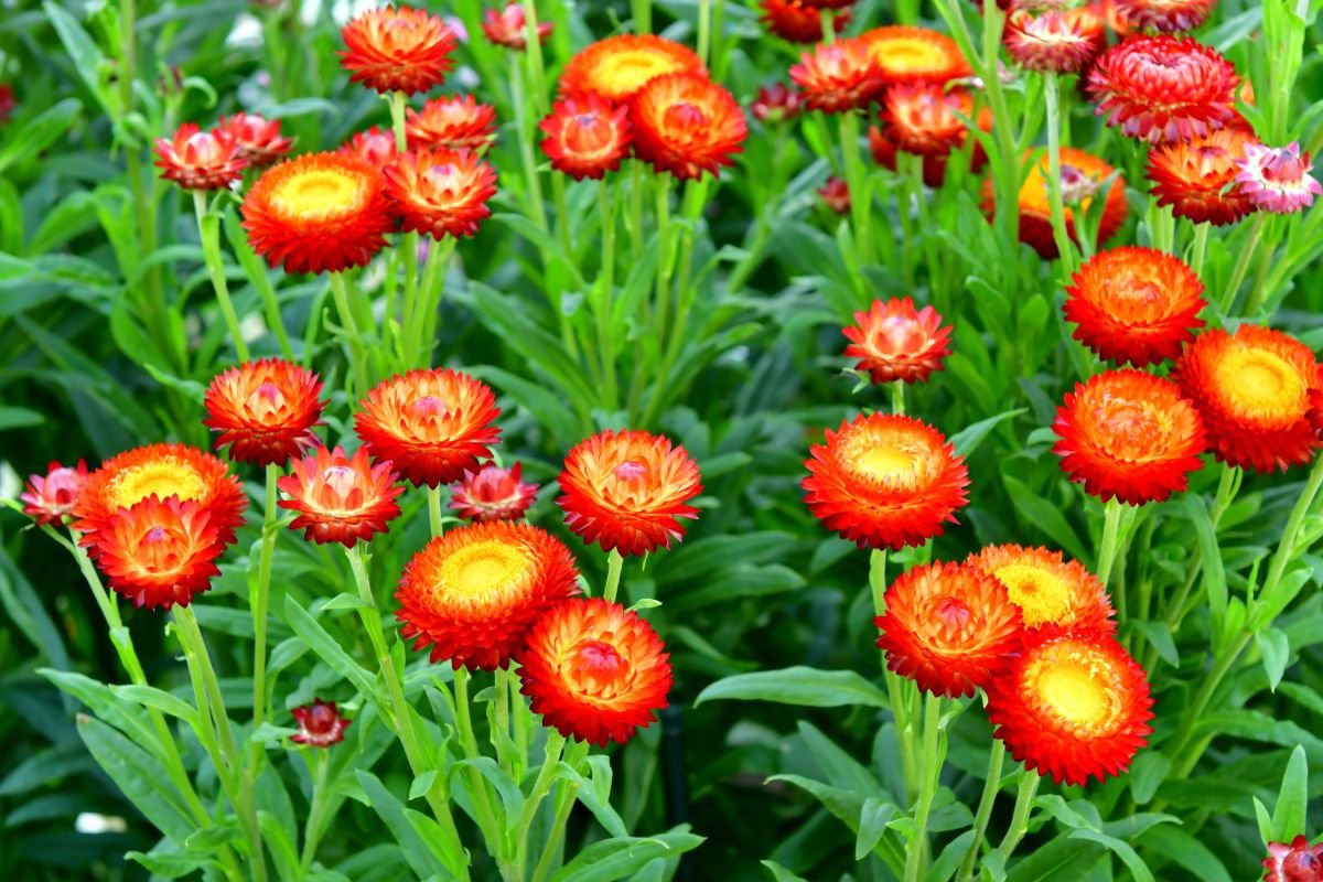 Dekoratyvinis šlamutis – puikus augalas gėlynui, balkonui ar terasai ...