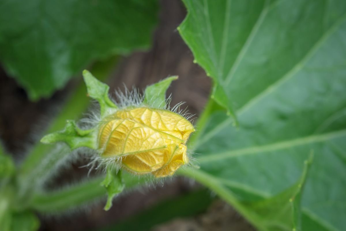 Melionas – egzotiškas vaisius lietuviškame darže | Derlingas.lt