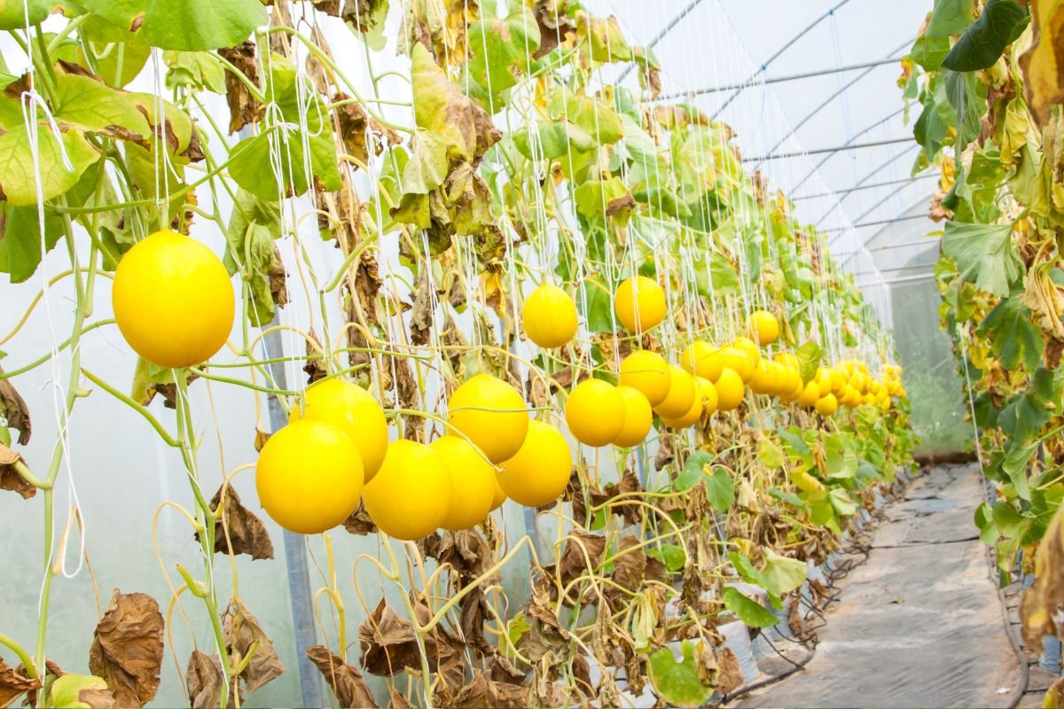 Melionas – egzotiškas vaisius lietuviškame darže | Derlingas.lt