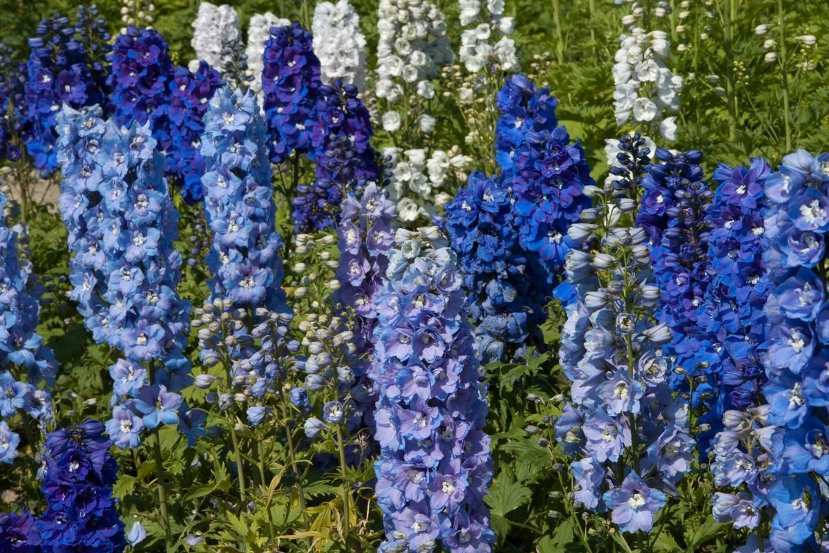 Pentinius – ryški, floristų ir sodininkų mėgiama aukštaūgė gėlė ...