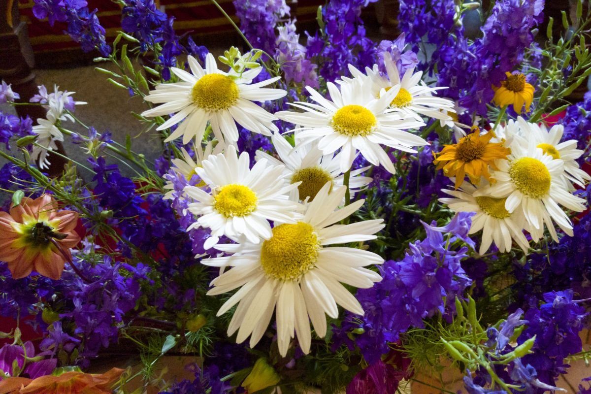 Pentinius – ryški, floristų ir sodininkų mėgiama aukštaūgė gėlė ...