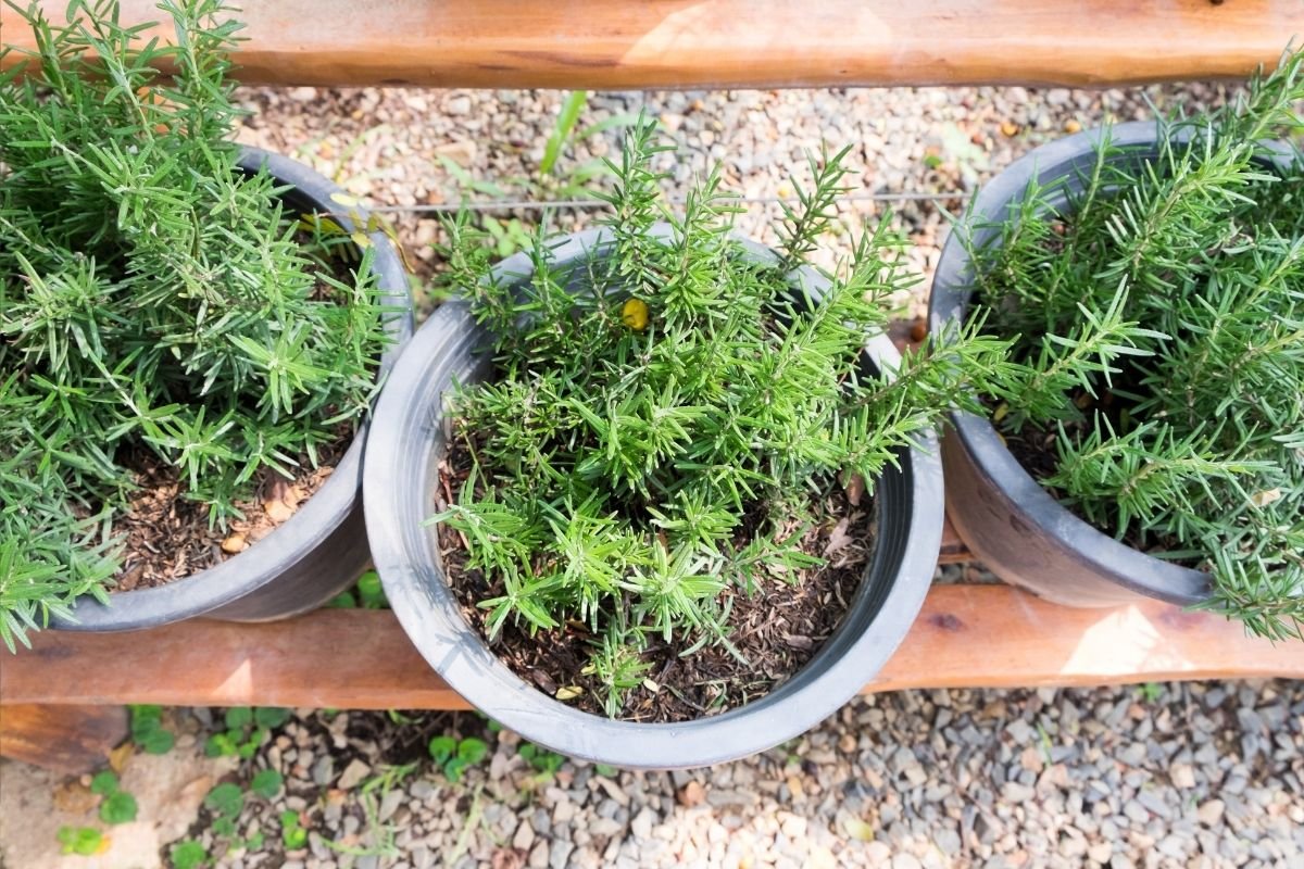 Kvapnusis rozmarinas – daugiau nei prieskonis | Derlingas.lt