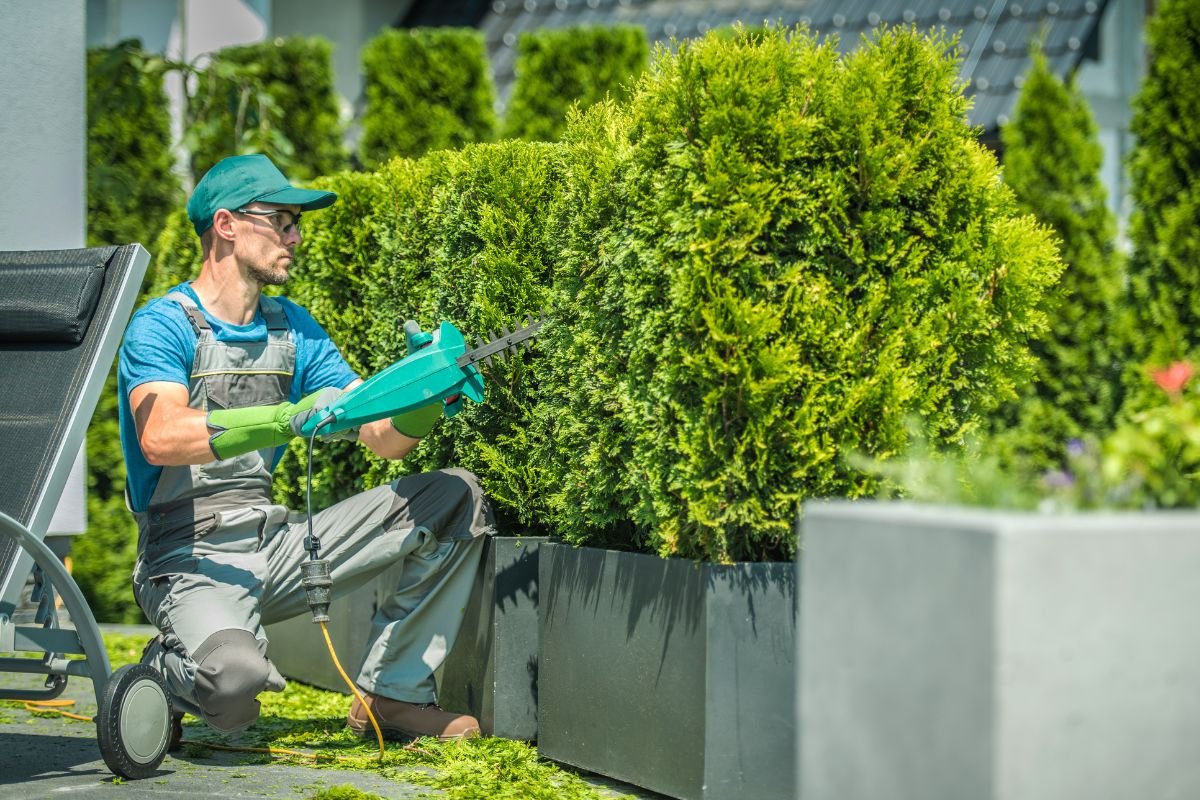 Tujos – visžaliai kiemo ir gyvatvorių augalai