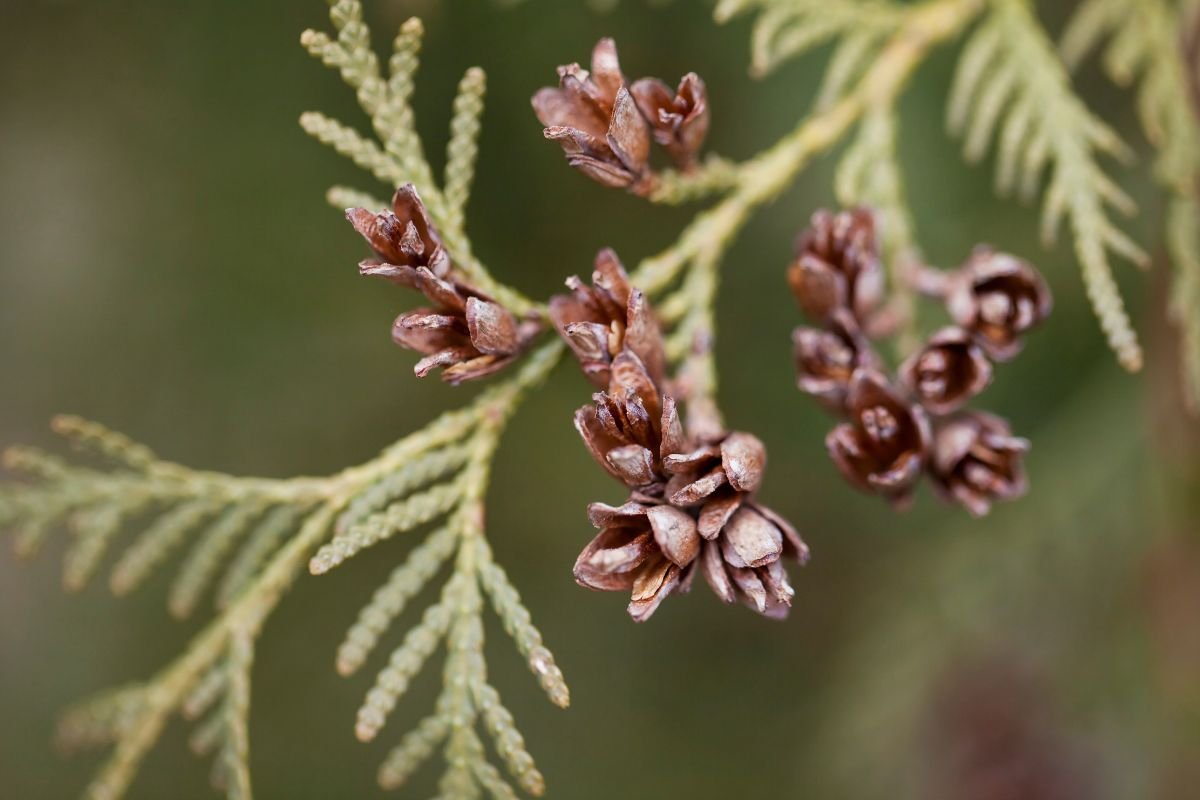 Tujos – visžaliai kiemo ir gyvatvorių augalai