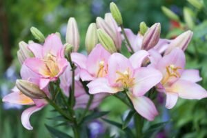 Lelija – kvapni vasaros gražuolė | Derlingas.lt