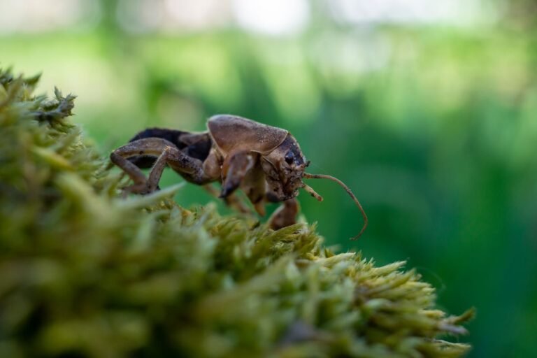 Kurkliai – kaip jų atsikratyti visam laikui | Derlingas.lt