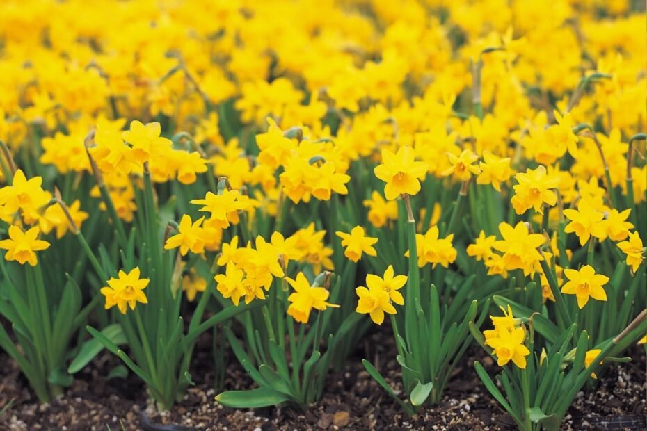 Narcizai – svaiginančiai saldaus kvapo gėlės | Derlingas.lt