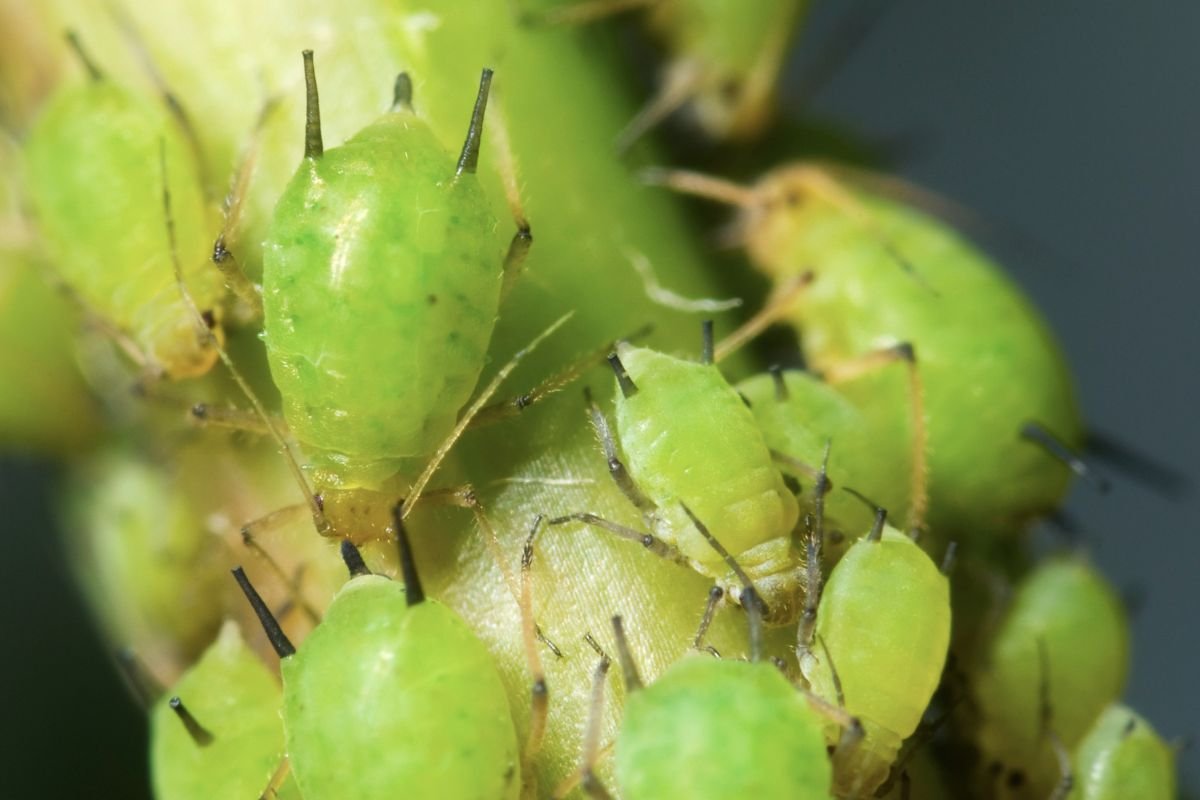 Amarai įsisuko į jūsų augalus? Amarų naikinimas lengvomis priemonėmis ...