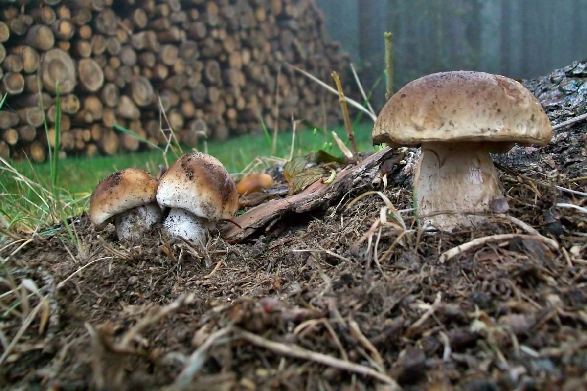 Baravykas. Kur auga baravykai ir kas lemia sėkmingą grybavimą ...