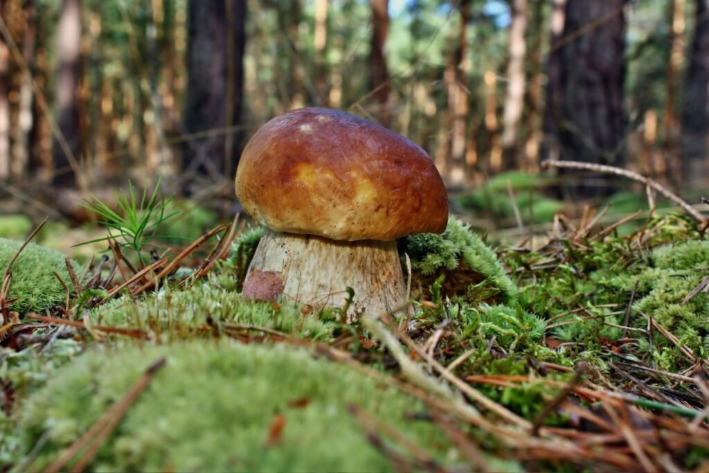 Baravykas. Kur auga baravykai ir kas lemia sėkmingą grybavimą ...