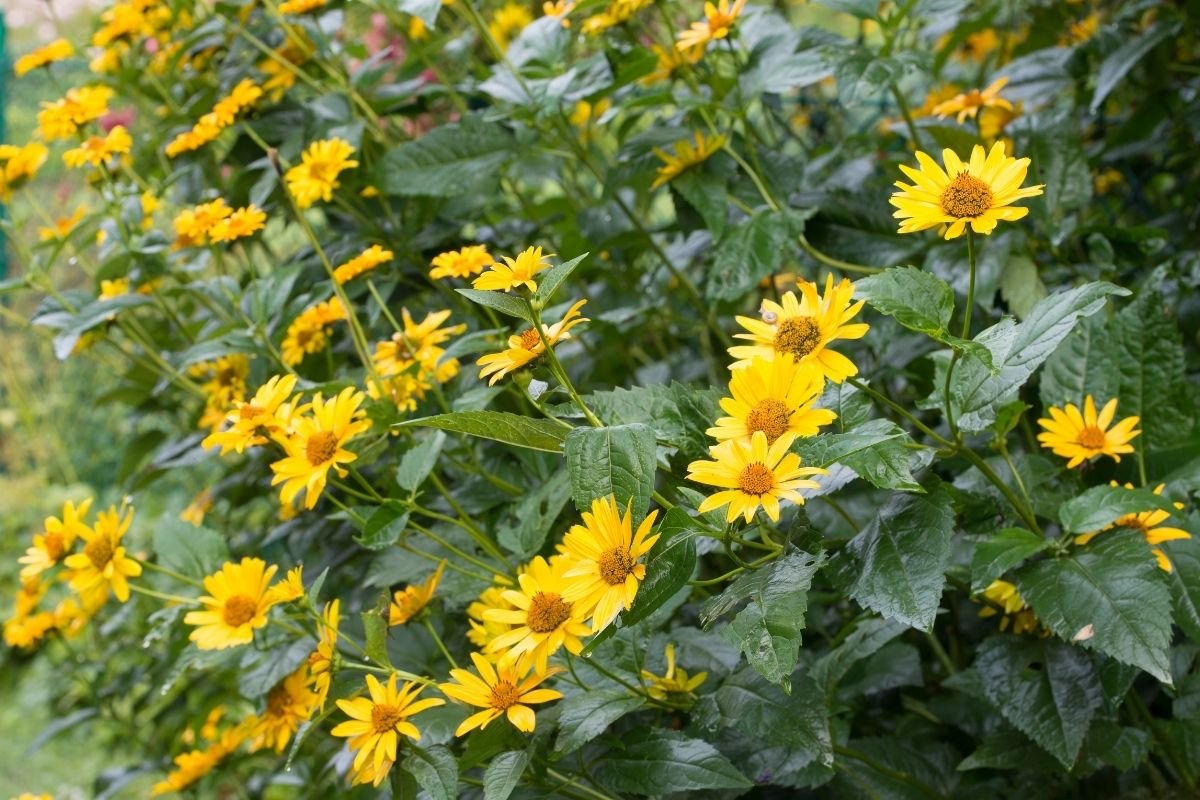 Saulėgrąža – saulės gėlė jūsų kieme. Kaip ją auginti ir kokių naudų tikėtis
