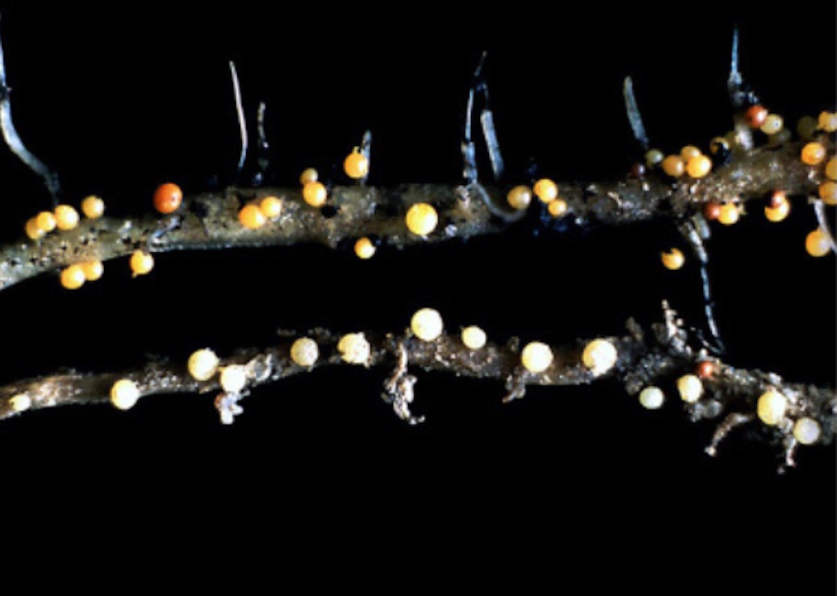 Nematodai – kas tai per gyviai? Ne tik augalų skriaudėjai, bet ir ginklas prieš kenkėjus ...