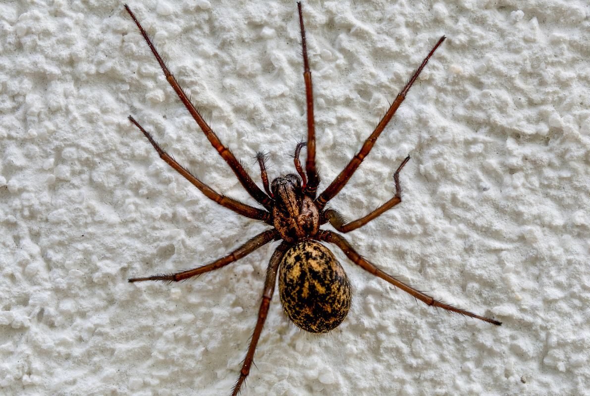 Vorai: auginti ar naikinti? Ką daryti vorui įkandus? | Derlingas.lt ...