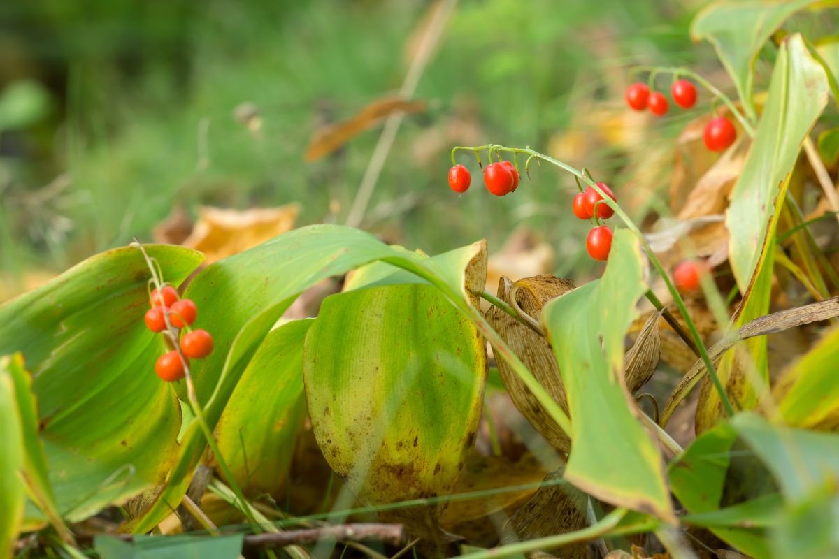 Uogomis ir vaisiais vilioja nuodingi augalai. Ko miške šiukštu ...
