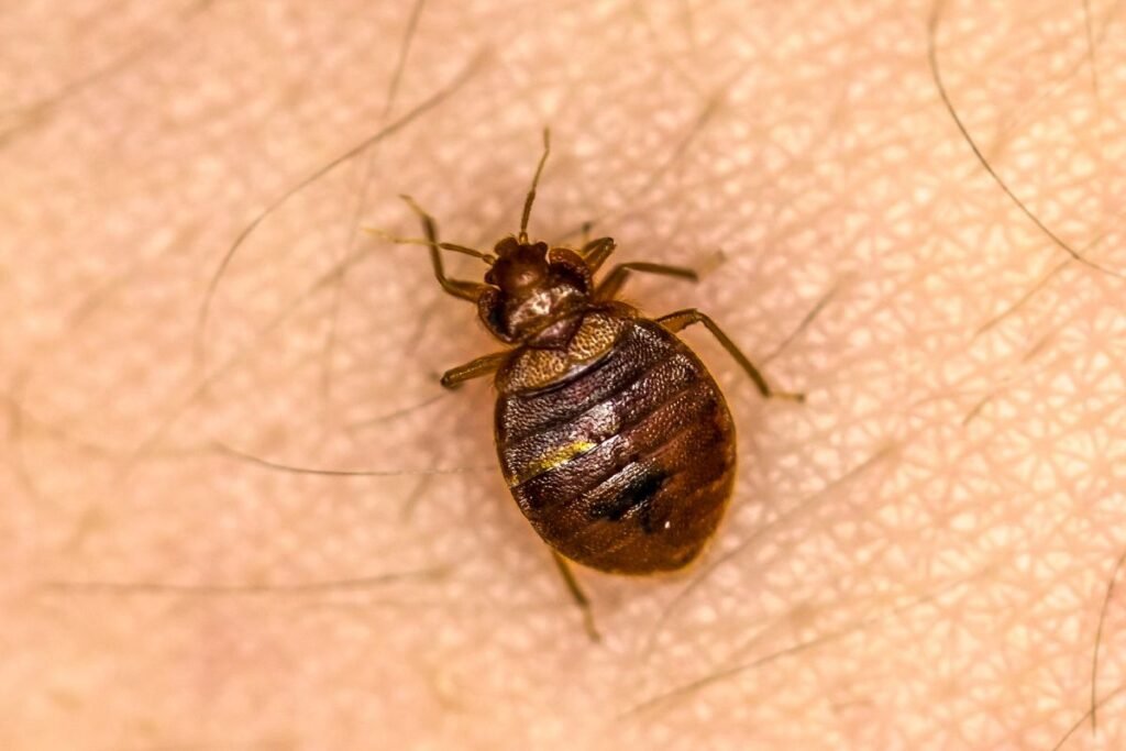 Patalinė blakė – kaip atrodo jos įkandimas ir ar pavyks jas išnaikinti ...