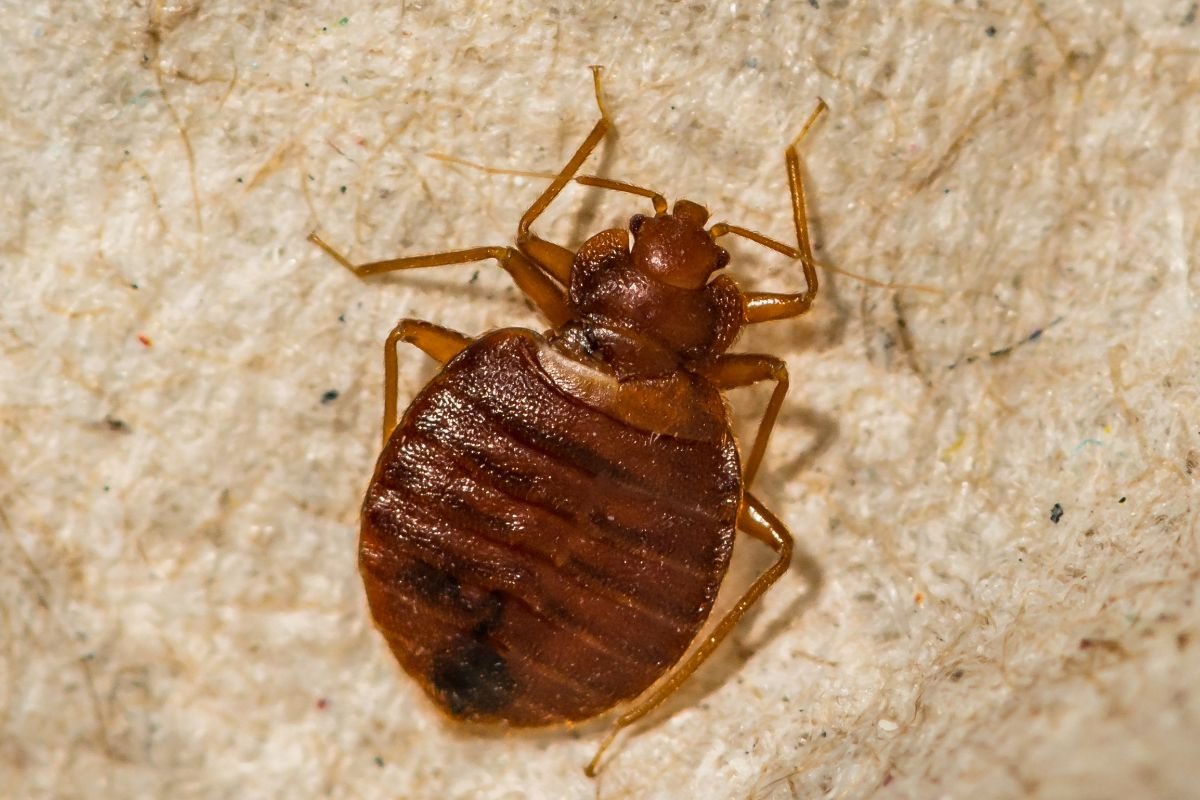 Patalinė blakė – kaip atrodo jos įkandimas ir ar pavyks jas išnaikinti ...