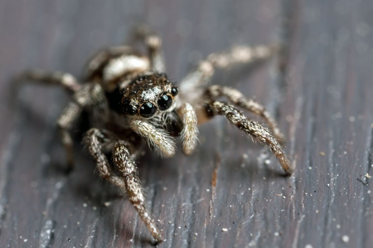 Vorai: auginti ar naikinti? Ką daryti vorui įkandus? | Derlingas.lt ...