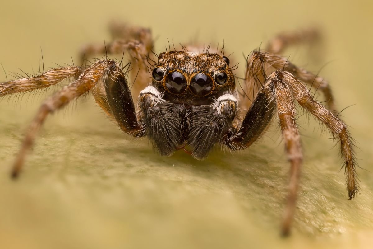 Vorai: auginti ar naikinti? Ką daryti vorui įkandus? | Derlingas.lt ...