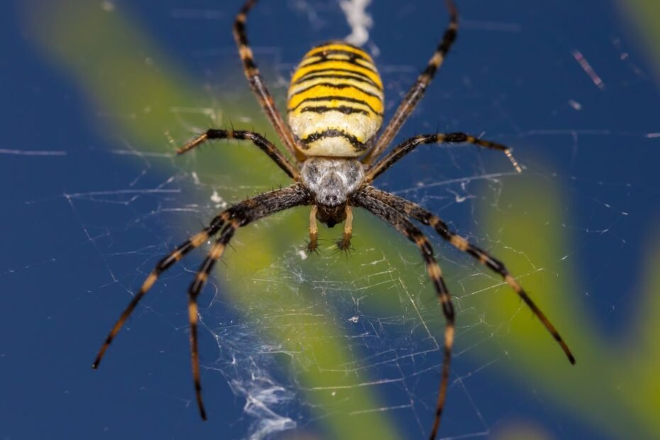 Vorai: auginti ar naikinti? Ką daryti vorui įkandus? | Derlingas.lt ...