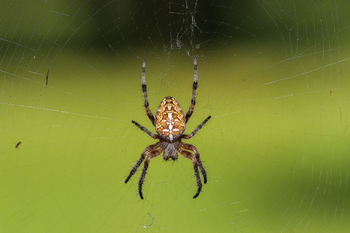 Vorai: auginti ar naikinti? Ką daryti vorui įkandus? | Derlingas.lt ...