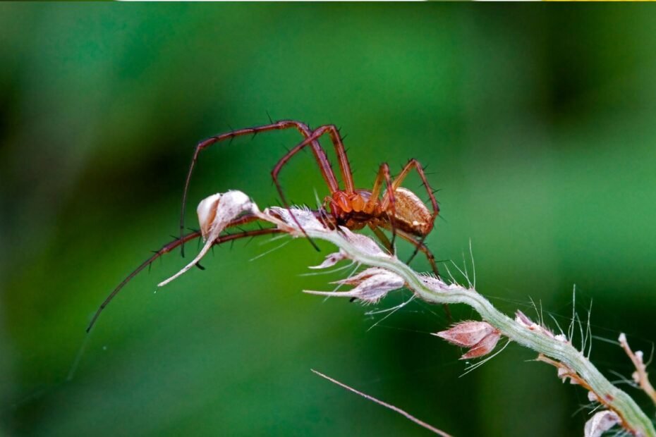 Vorai: auginti ar naikinti? Ką daryti vorui įkandus? | Derlingas.lt ...
