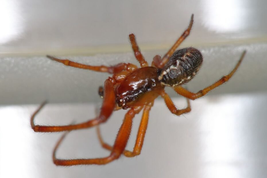 Vorai: auginti ar naikinti? Ką daryti vorui įkandus? | Derlingas.lt ...