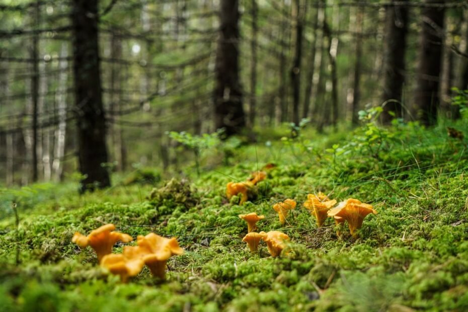 Voveraitės – gardus miško delikatesas. Kur jas surasti ir kaip paruošti ...