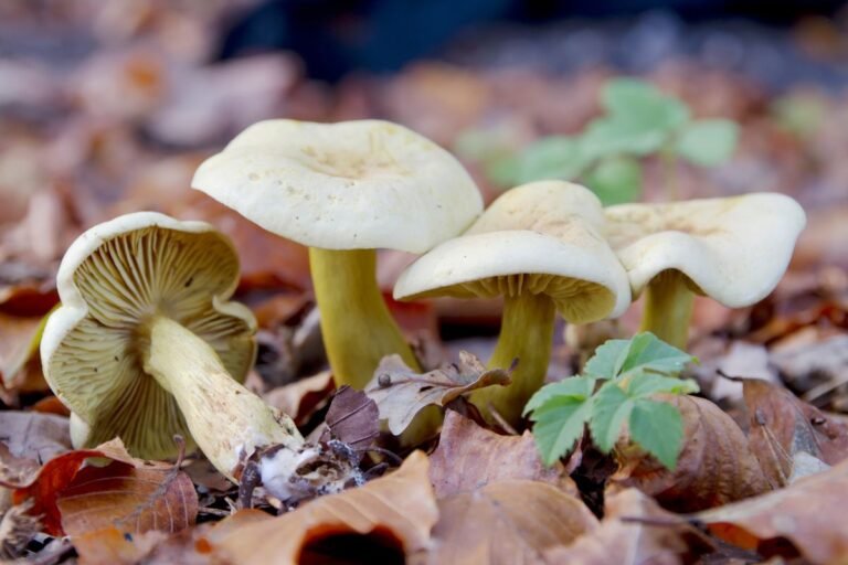 Žaliuokės – visų mėgstamas grybas visgi… nuodingas? Pavojai miške ir ...