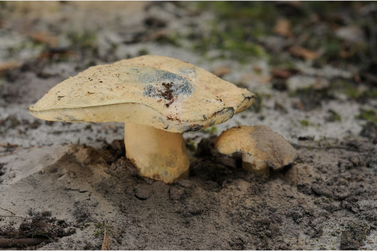 Šilbaravykis – kuri iš dviejų jo rūšių vertingesnė?