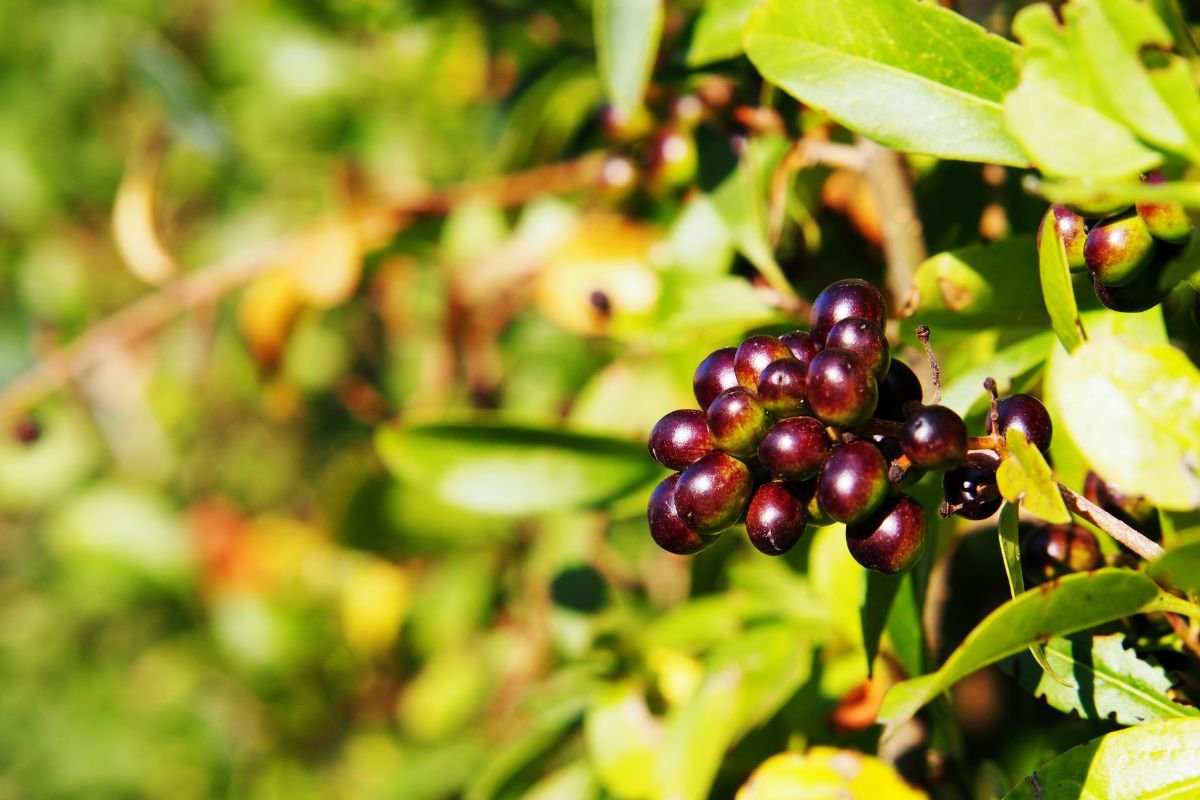 Ligustras – kaip per kelis metus užsiauginti gyvatvorę?