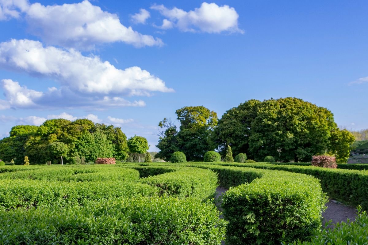 Ligustras – kaip per kelis metus užsiauginti gyvatvorę?