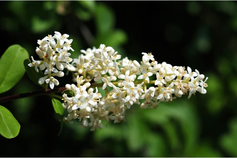 Ligustras – kaip per kelis metus užsiauginti gyvatvorę?