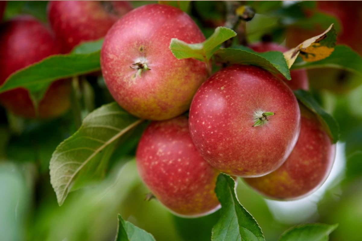 Obuoliai žiemai: kaip išlaikyti šviežius iki pavasario