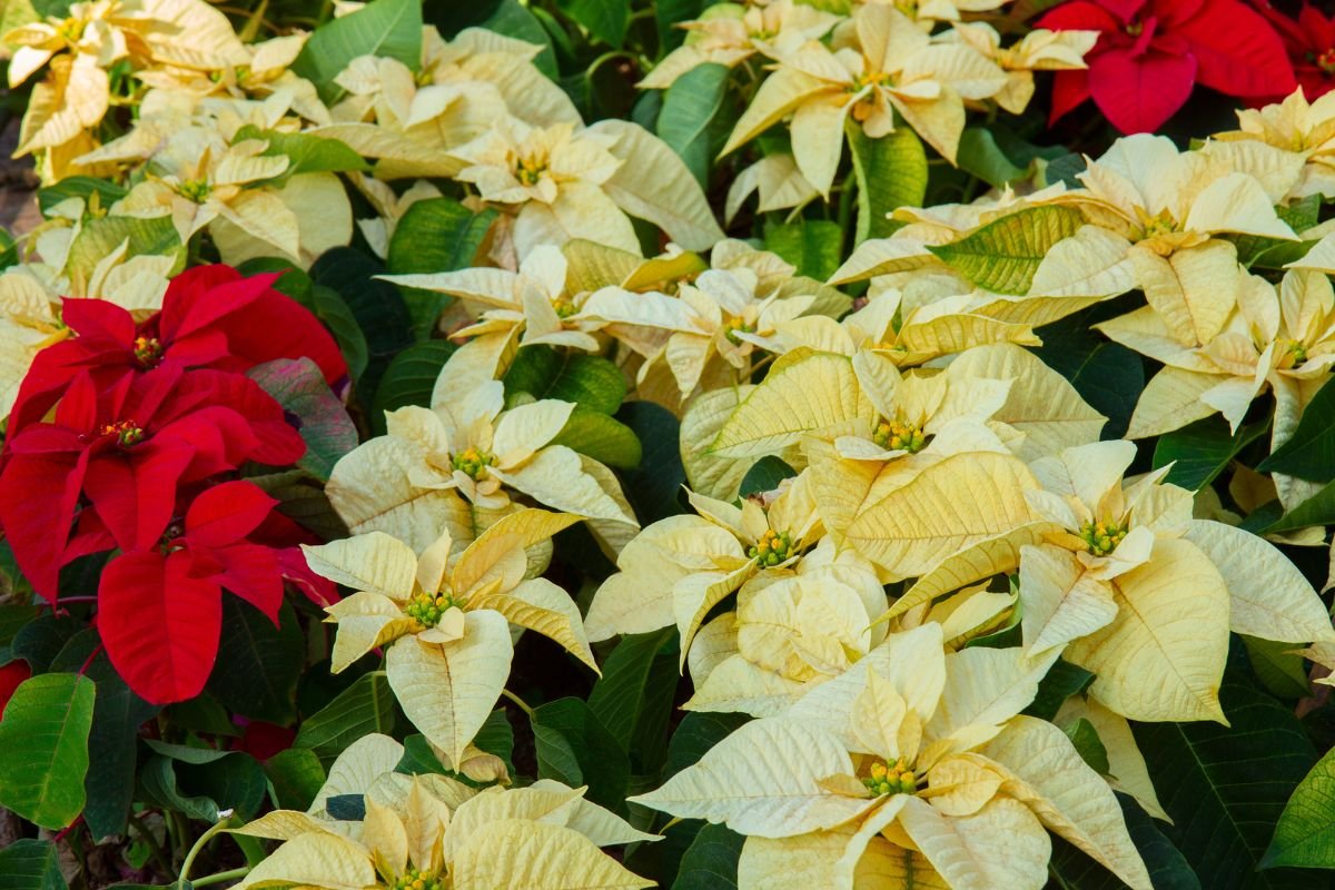 Puansetija – Kalėdų gėlė. Kaip ją tinkamai prižiūrėt?