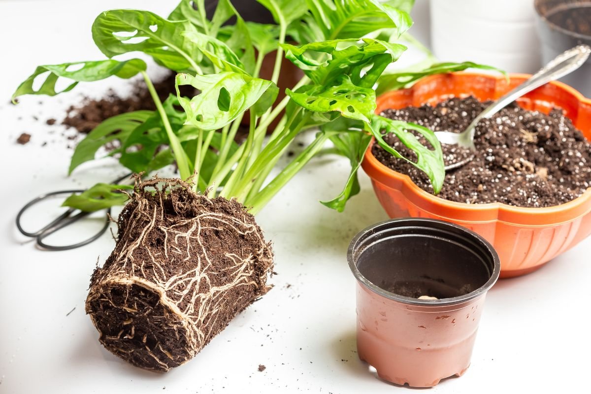 Monstera – nuodinga, betmylima. Ar tikrai ji valo orą?