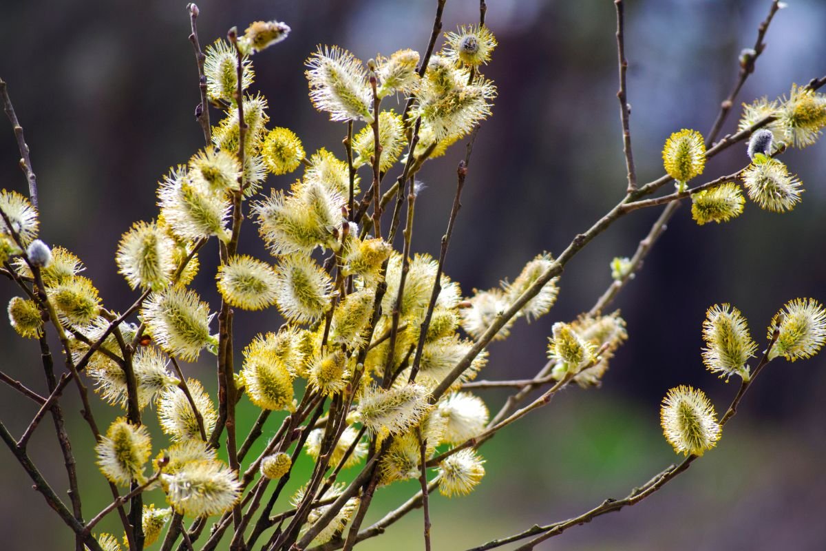 Fenologinis kalendorius – augalų sėja pagal gamtos ženklus