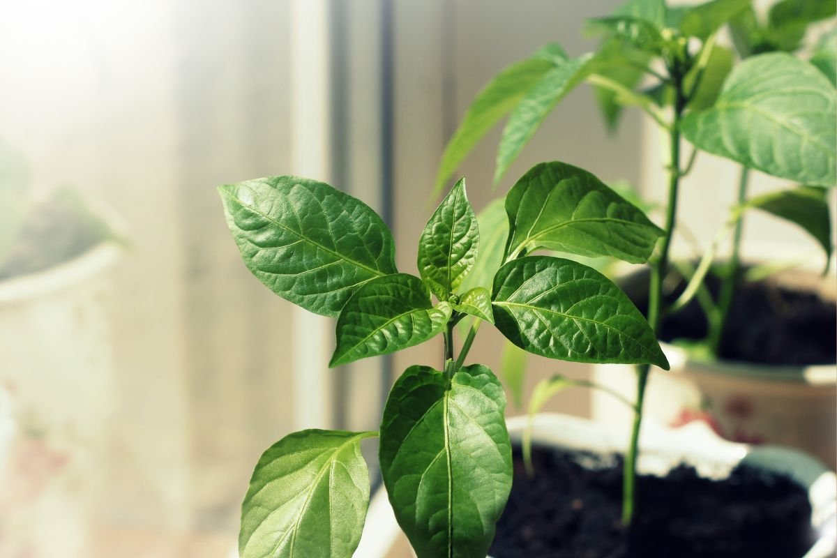 Paprikos: šiltnamyje vazone. Kaip įveikti auginimo iššūkius