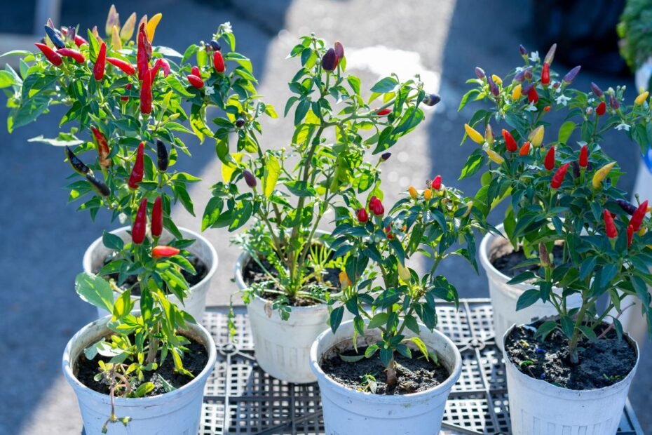 Paprikos: šiltnamyje vazone. Kaip įveikti auginimo iššūkius