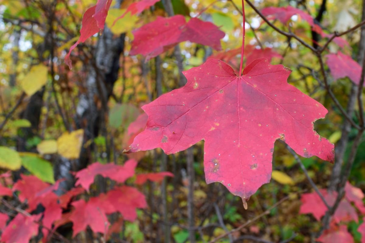 Klevas: ar žinojote, kad klevas yra tinkamas gyvatvorei?