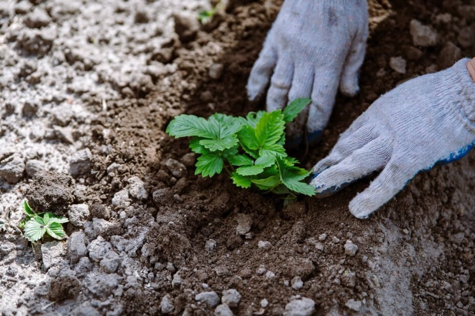 Kada sėti žemuoges? Vasaris - laikas ruošti žemuoges daigams
