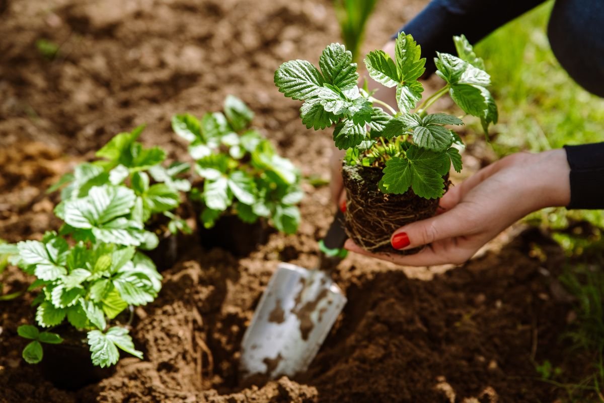 Kada sėti žemuoges? Vasaris - laikas ruošti žemuoges daigams
