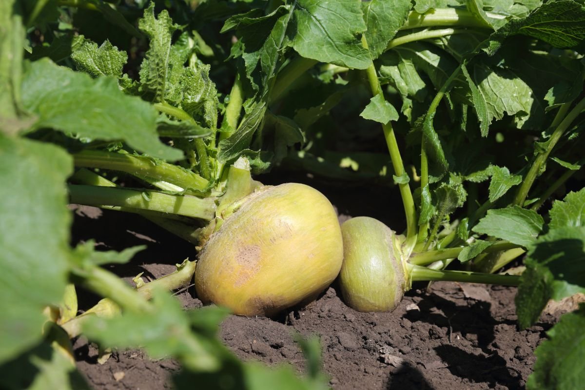 Ropė – nepelnytai pamiršta daržovė. Kada sėti ir kaip augint