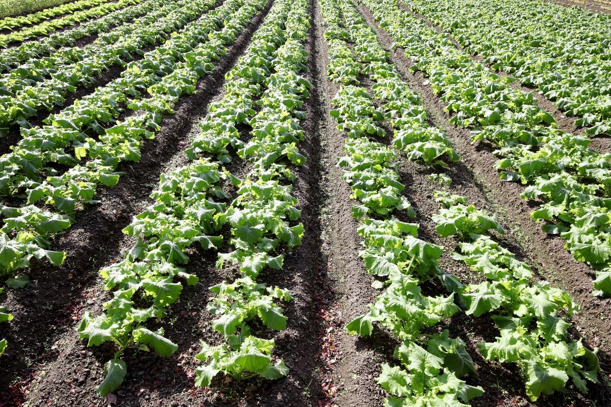 Ropė – nepelnytai pamiršta daržovė. Kada sėti ir kaip augint