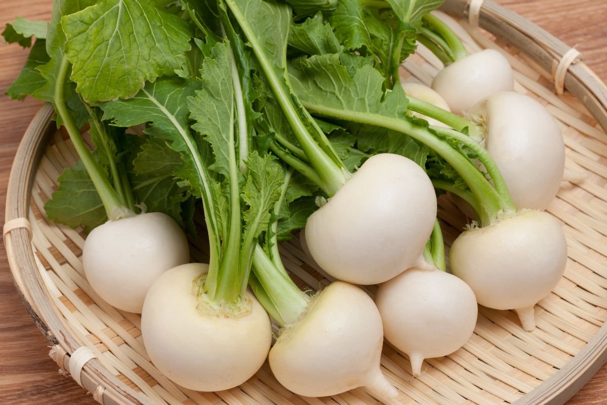 Ropė – nepelnytai pamiršta daržovė. Kada sėti ir kaip augint