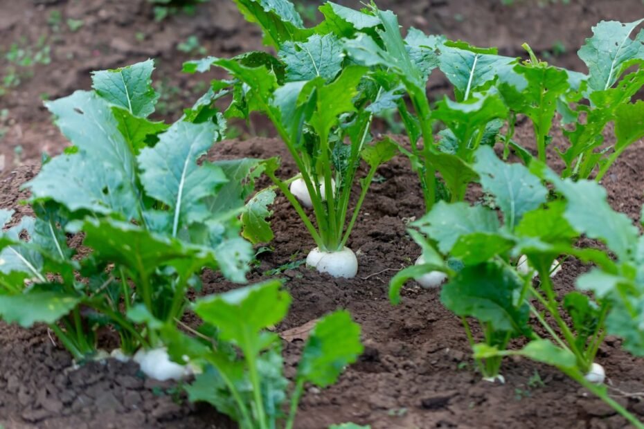 Ropė – nepelnytai pamiršta daržovė. Kada sėti ir kaip augint