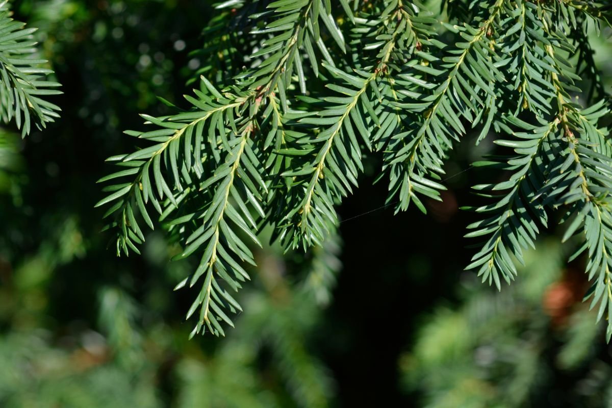 Kukmedis – lengvai formuojamas krūmas, tinkamas gyvatvorėms